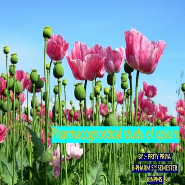 Opium: Biological source, Cultivation and collection, Morphology | PPTX