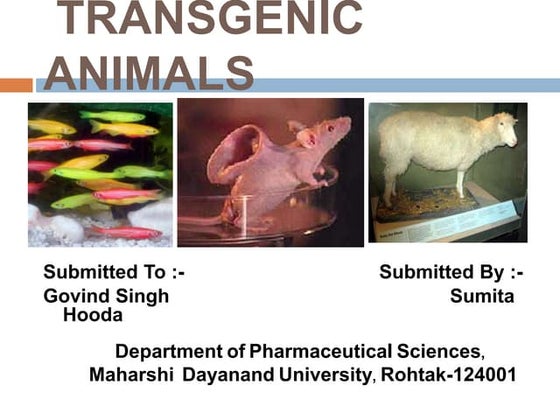 Transgenic animals | PPT