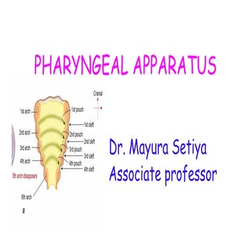 Pharyngeal arches | PPTX