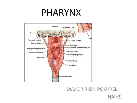 Histology of pharynx & larynx | PPT