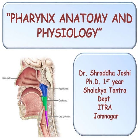 Pharynx Anatomy | PPTX