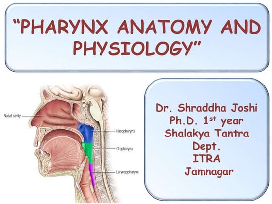 Anatomy of pharynx | PPT