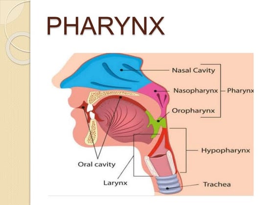 Histology of pharynx & larynx | PPT