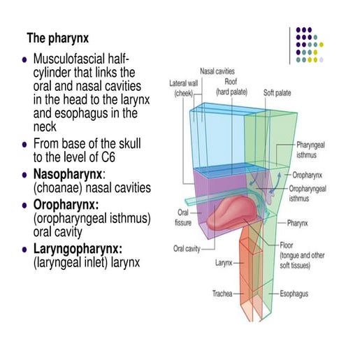 pharynx.pdf