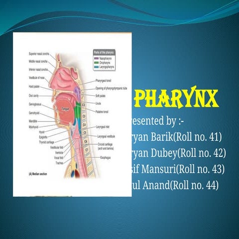 Anatomy of Pharynx & Larynx | PPTX
