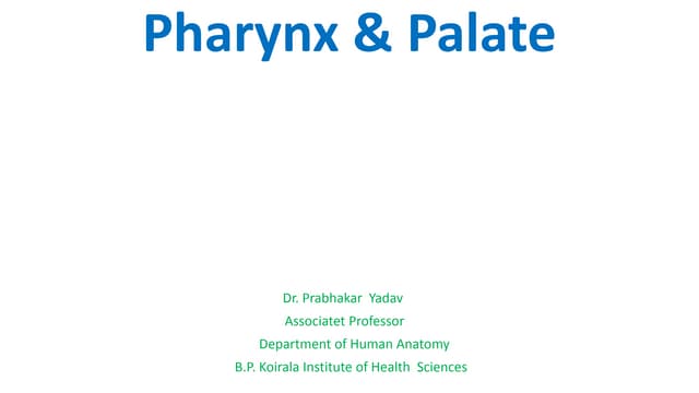 Anatomy of pharynx | PPTX