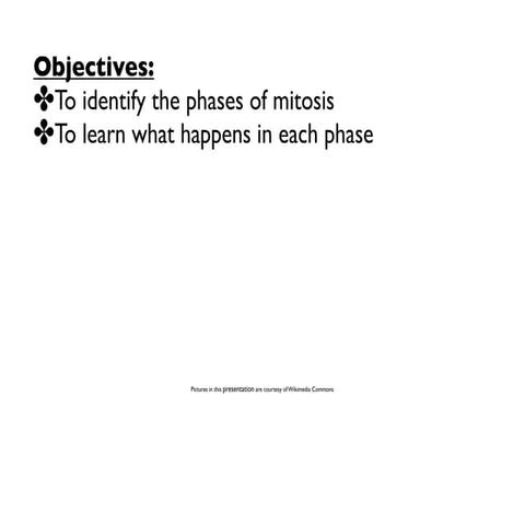 Phases Of Mitosis | KEY
