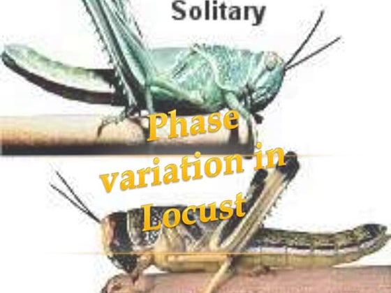 Insect legs and it's modifications | PDF