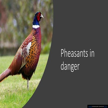 Pheasant's troubles | PPT