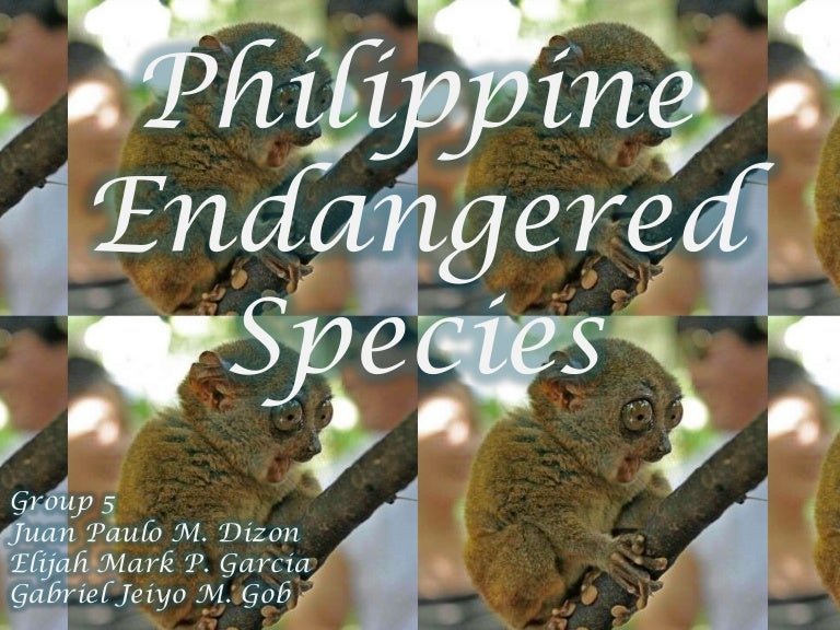 Philippine endangered species