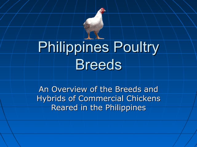 Philippine Native Chicken: The BANABA NATIVE CHICKEN of CALABARZON | DOCX