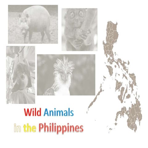 Philippine wild animals | PPTX