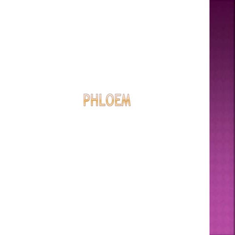 Basic information about phloem structure.pptx