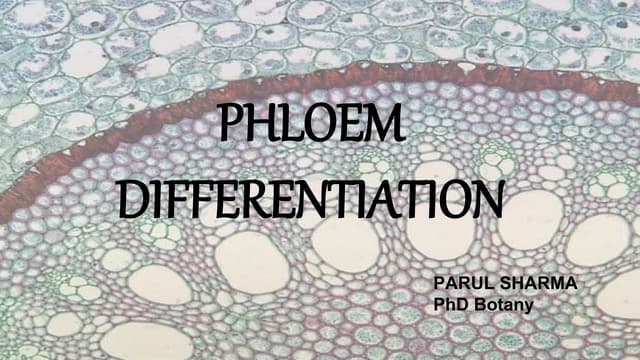 Animal cell plant cell | DOCX
