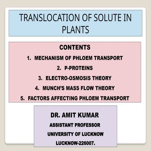 Translocation of Solute in Plants or PHLOEM TRANSPORT.pptx | Chemistry ...