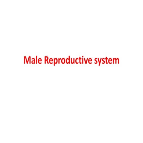 Grade 10 Bio Male reproductive system | PPTX