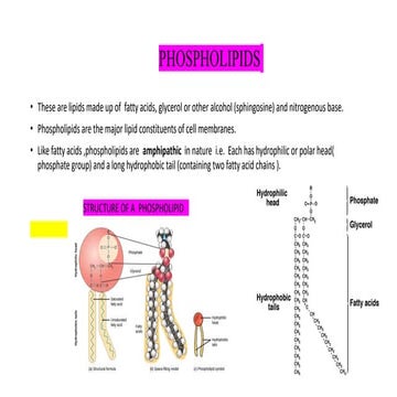 PHOSPHOLIPIDS Presentations complex lipids.pptx