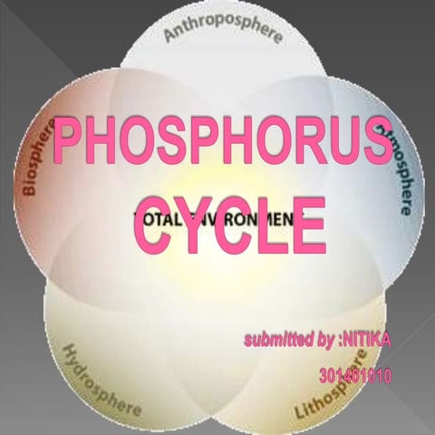 Phosphorus cycle | PPTX