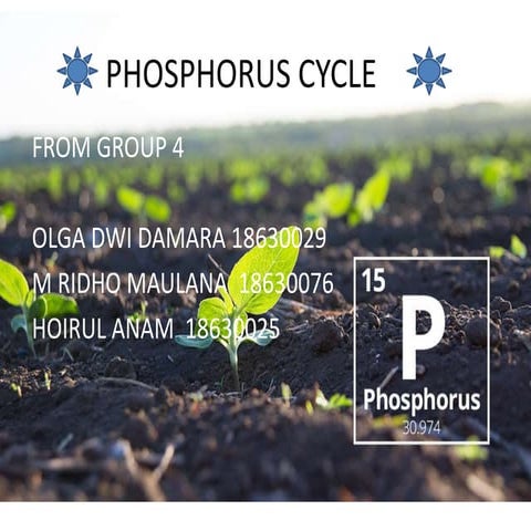 Phosphorus cycle group 4 | PPT