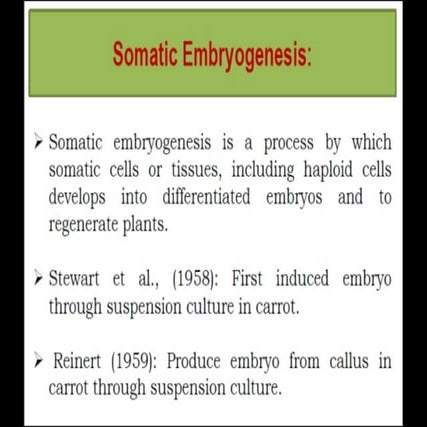 Somatic Embryogenesis | PPT