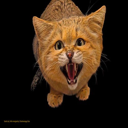 Photo Ark from National Geographic by Photographer Joel Sartore | PPT