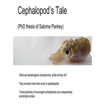 Convergent evolution of squid photophores and transcriptomes | PDF