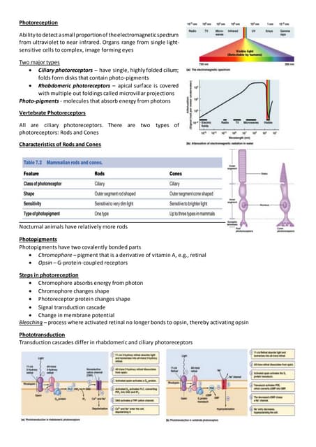 PHOTORECEPTION. .......pptx | Operating Systems | Computer Software and ...