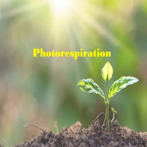 Photorespiration in plants (C2 pathway) .pptx