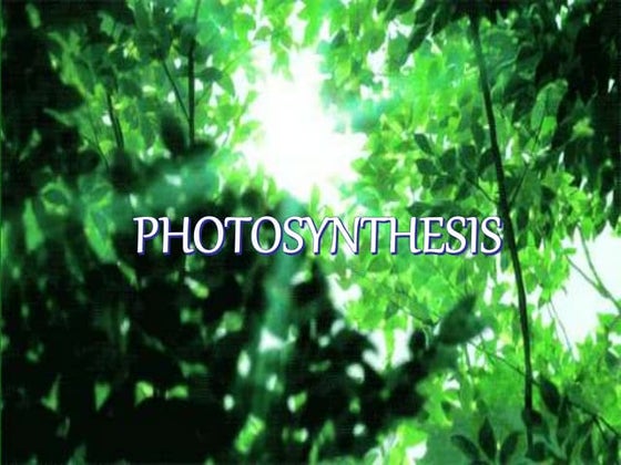 Photosynthesis and respiration powerpoints | PPT