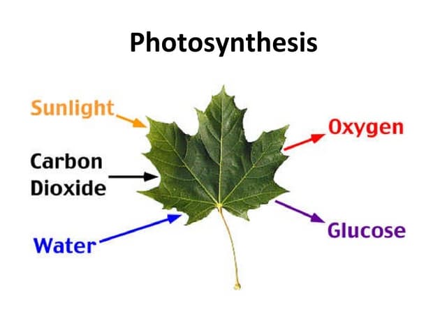 Parts of a plant/plant life cycle (teach) | PPT