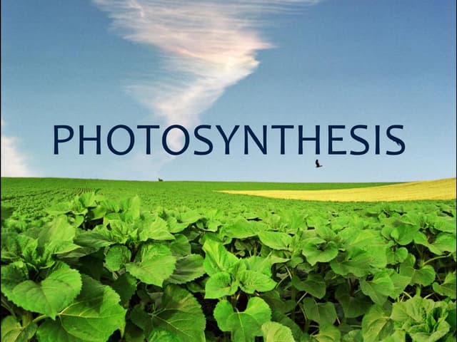 Light reaction of photosynthesis | PPTX | Chemistry | Science