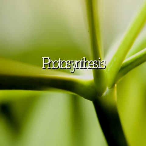 Photosynthesis | PPT