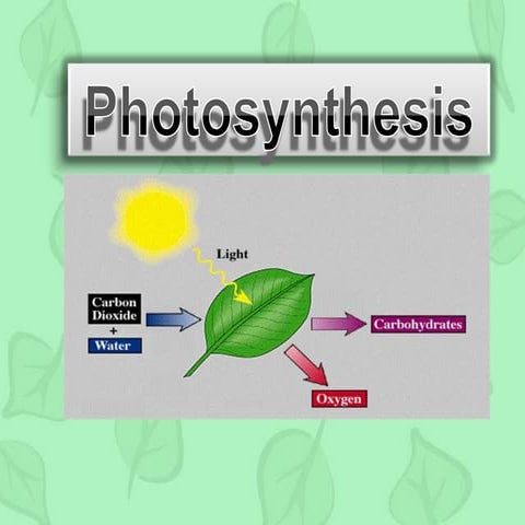 Photosynthesis | PPT