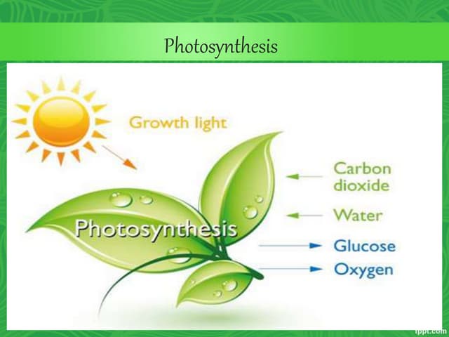 Light independent reactions of photosynthesis | PPTX