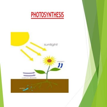 Chapter 13 photosynthesis in higher plants | PPT