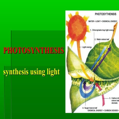 Photosynthesis-2- light reaction - Q-CYCLE | PPT