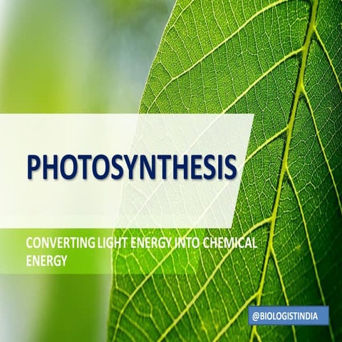 Chapter 13 photosynthesis in higher plants | PPT