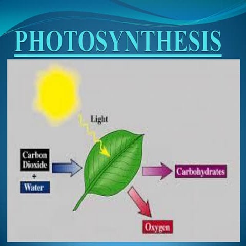 The importance of photosynthesis in the ecosystem | PPTX