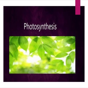 Photosynthesis | PPT