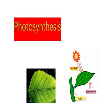 Photosynthesis | PPTX | Chemistry | Science