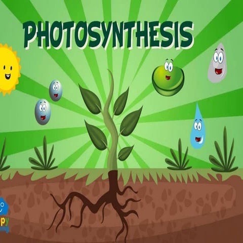 Understanding the Process of Photosynthesis | PPTX