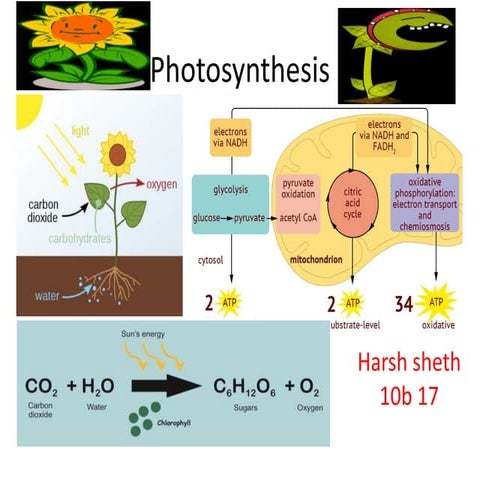 Photosynthesis.pptx