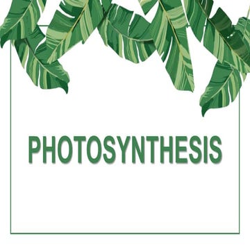 Photosynthesis.pptx | Free Download