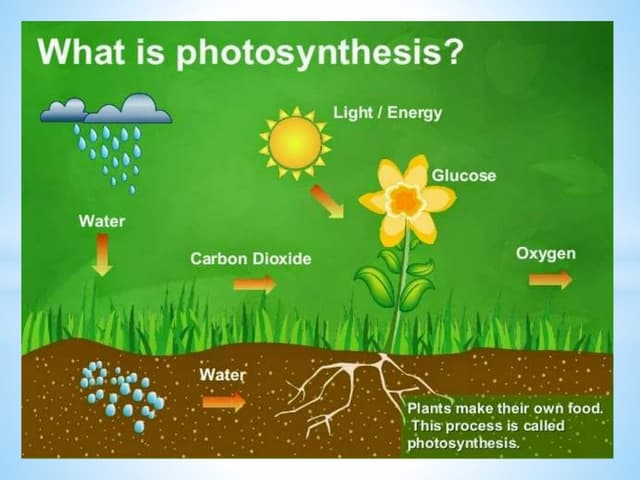 Photosynthesis (class 10) | PPTX