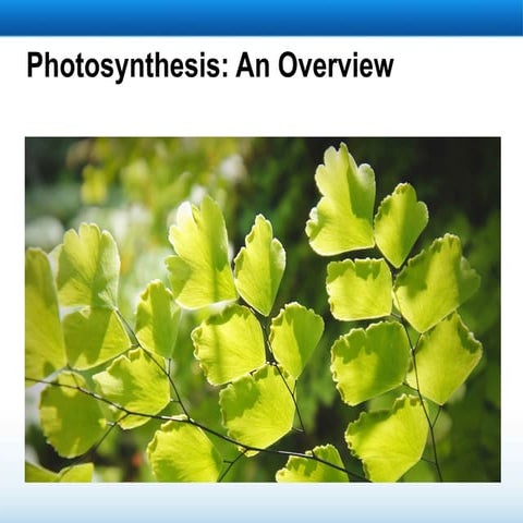 Photosynthesis_First steps on the process | PPTX