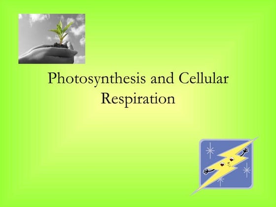 Photosynthesis and respiration powerpoints | PPT