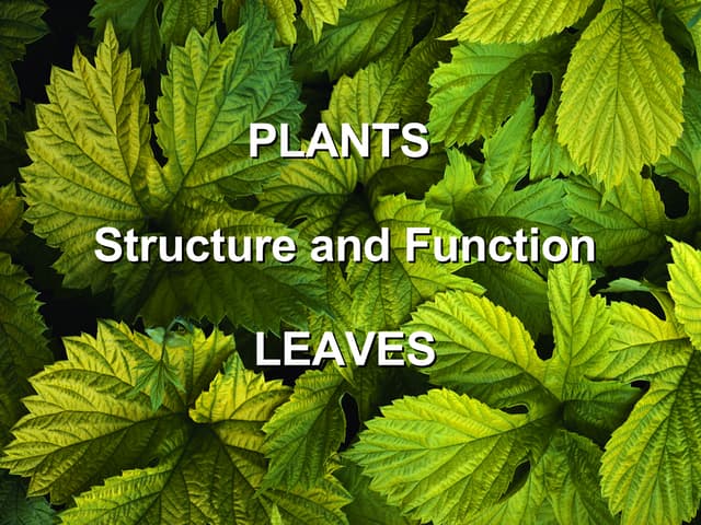 Photosynthesis.ppt
