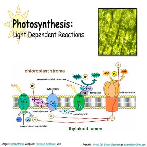 Photosynthesis-Light-Dependent-Reactions-LITE.pptx