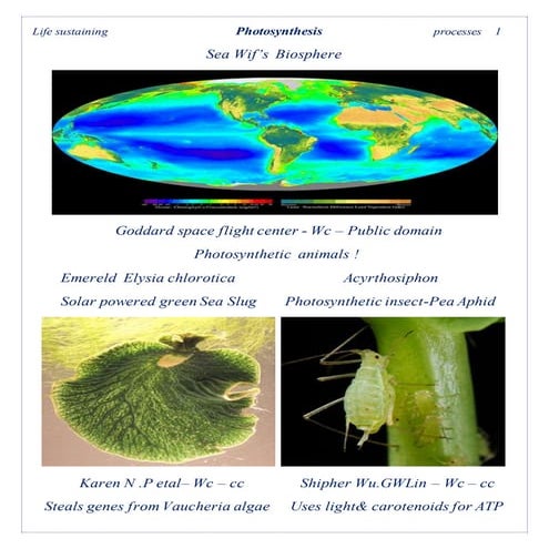 Life sustaining processes - Chapter V.1 Photosynthesis in Animals ...
