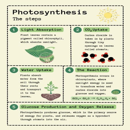 Photosynthesis - Poster | PDF